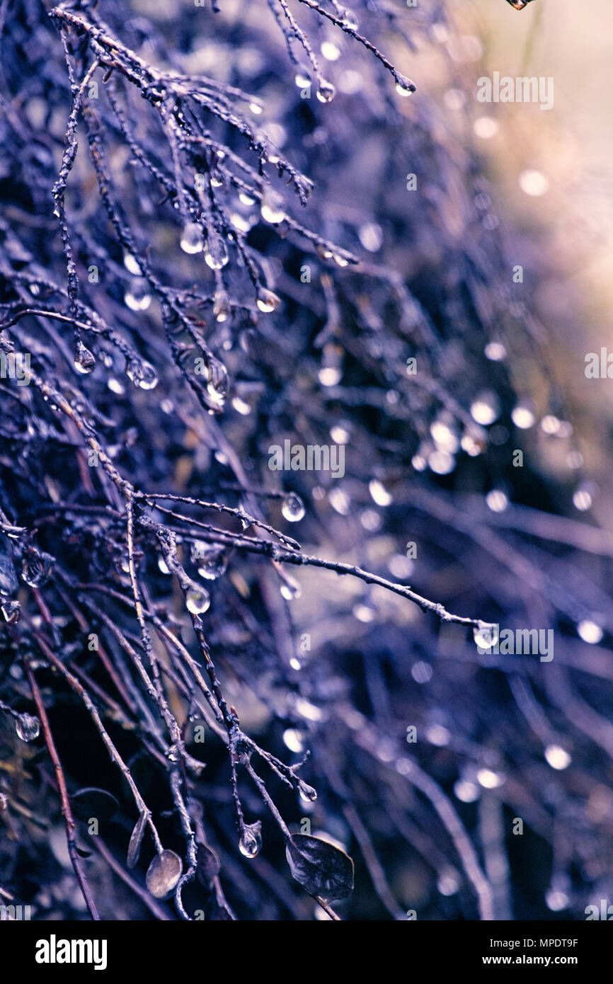 Warm spring rain, awakening of nature. Forest is crying drippings in ...