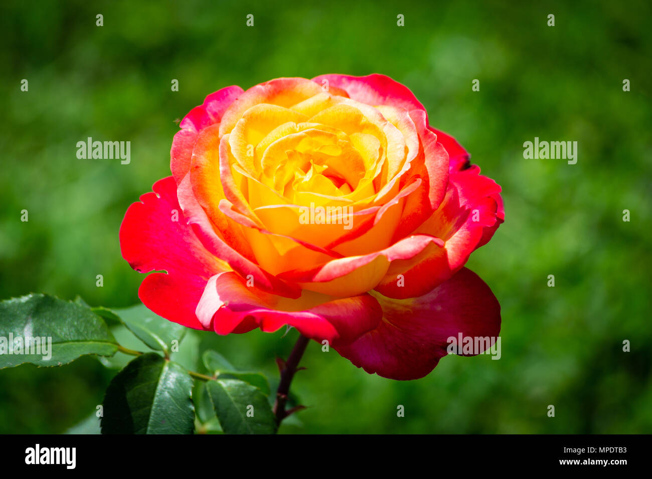 Rose flower in a garden Stock Photo - Alamy