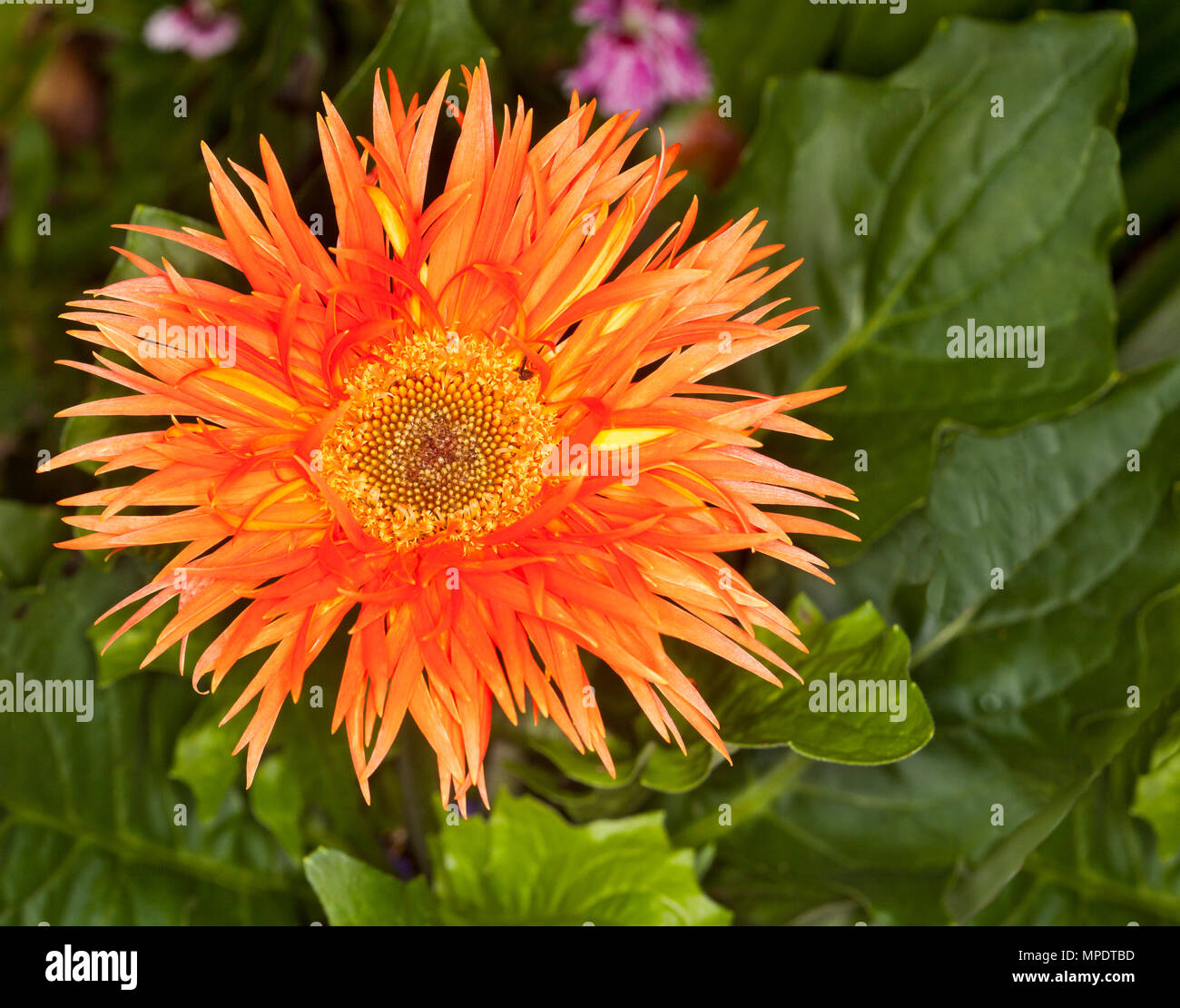 Gerbera leaves hi-res stock photography and images - Alamy