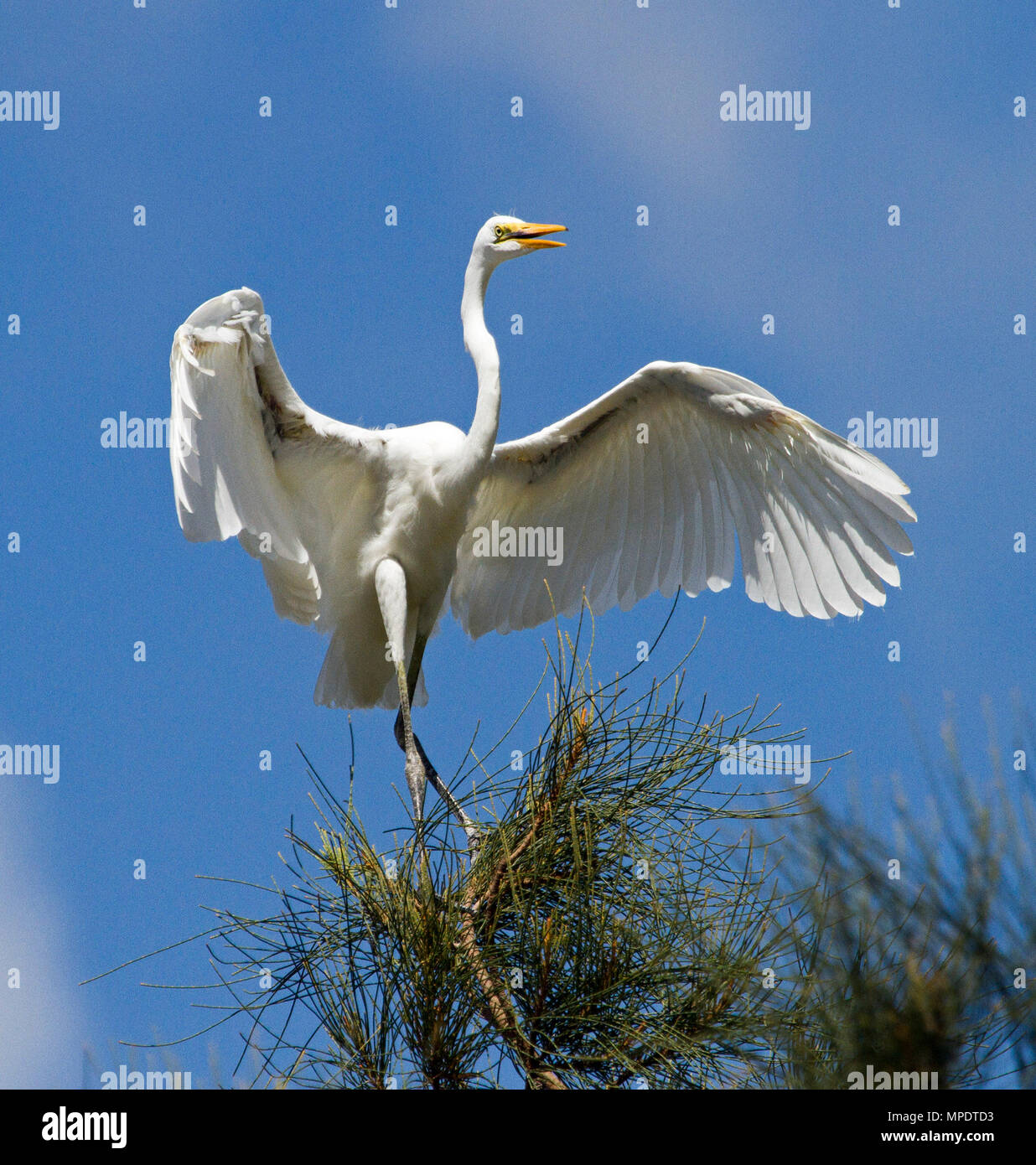 Australian Intermediate egret, Ardea intermedia, in non-breeding ...