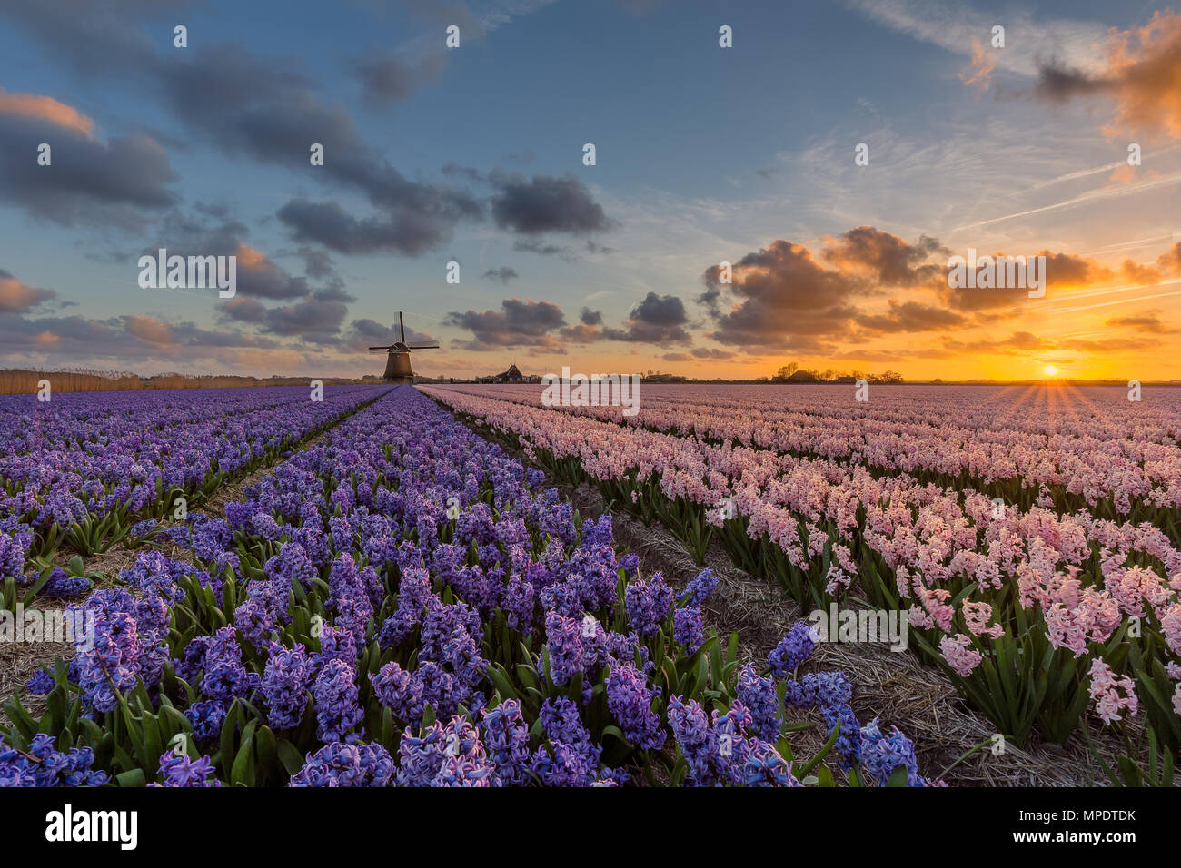 Beautiful hyacinth field at sunset in the Netherlands Stock Photo - Alamy