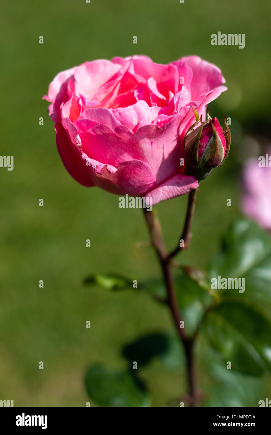 Rose flower in a garden Stock Photo - Alamy
