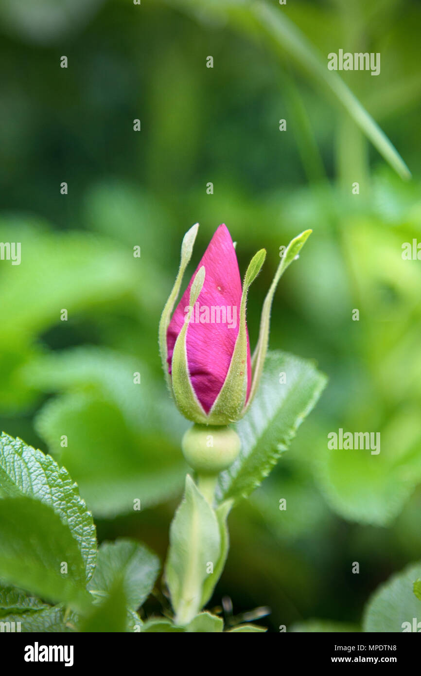 Wild rose, ramanas rose (Rosa rugosa rubra) blooms and fills air with ...