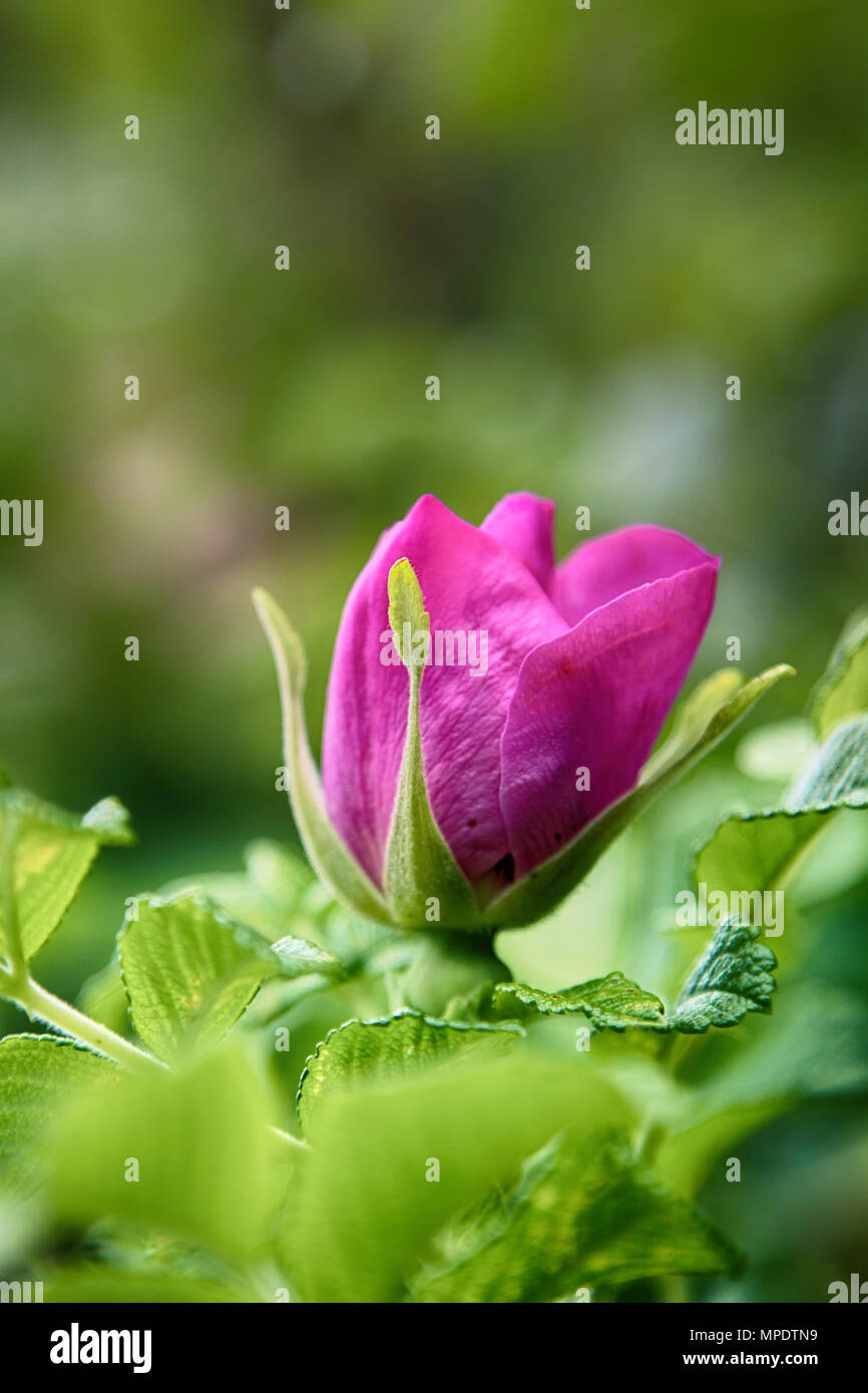 Wild rose, ramanas rose (Rosa rugosa rubra) blooms and fills air with ...