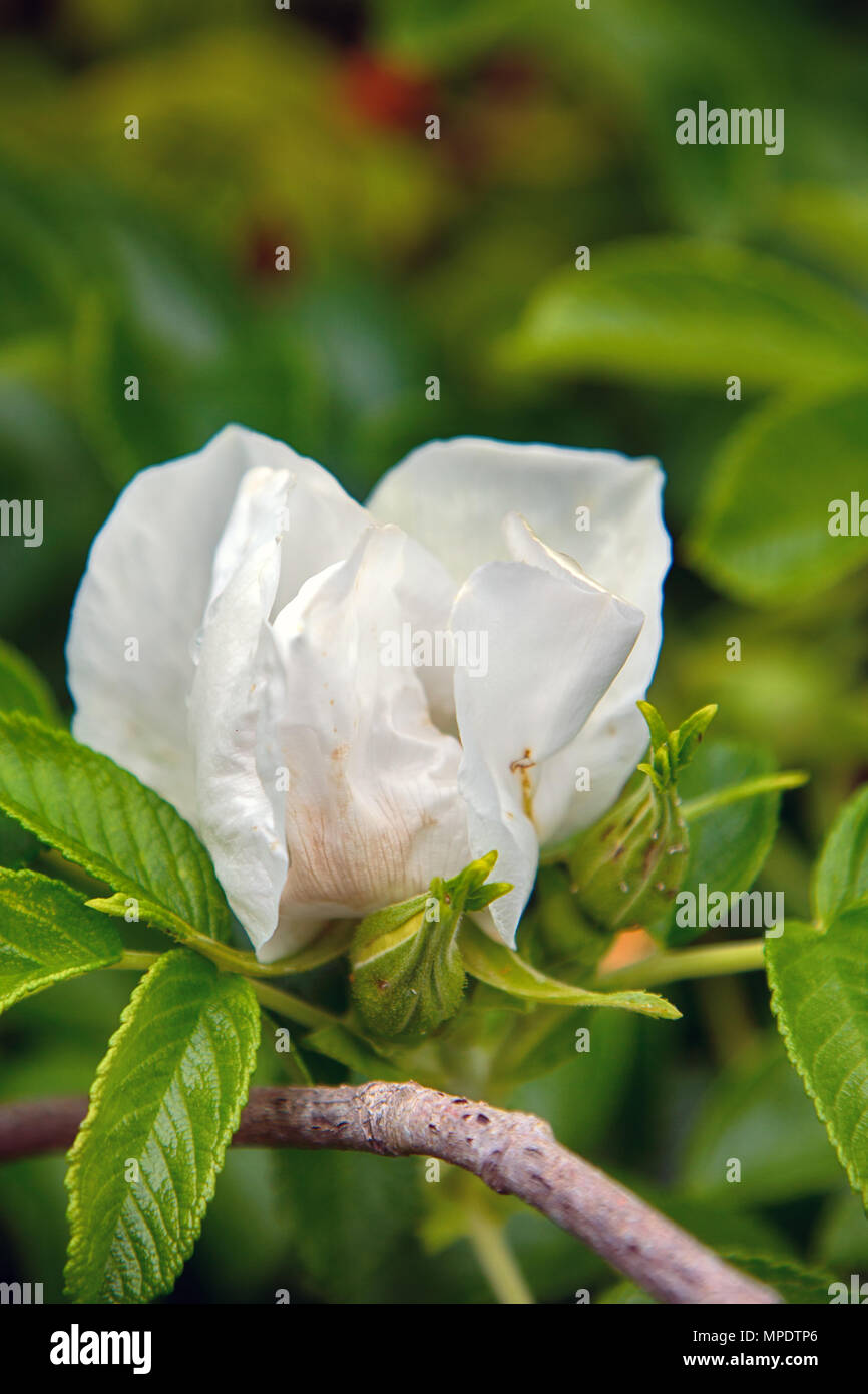 Wild rose, ramanas rose (Rosa rugosa Alba) blooms and fills air with ...