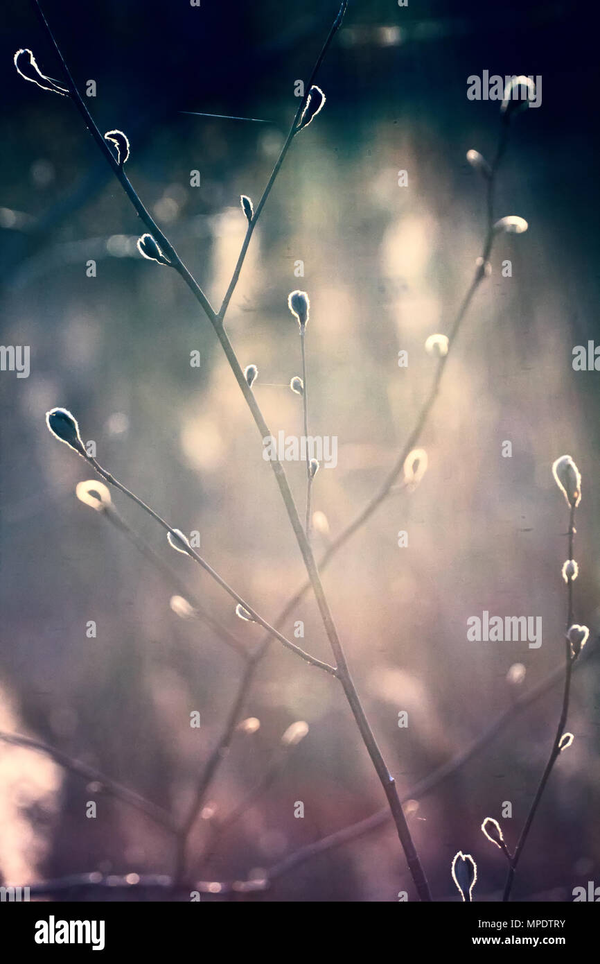 Pubescent leaf hi-res stock photography and images - Alamy