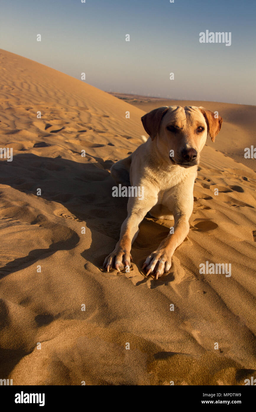 Sand dog. Dog in Great Indian desert Thar, crest of barchan dune, row ...