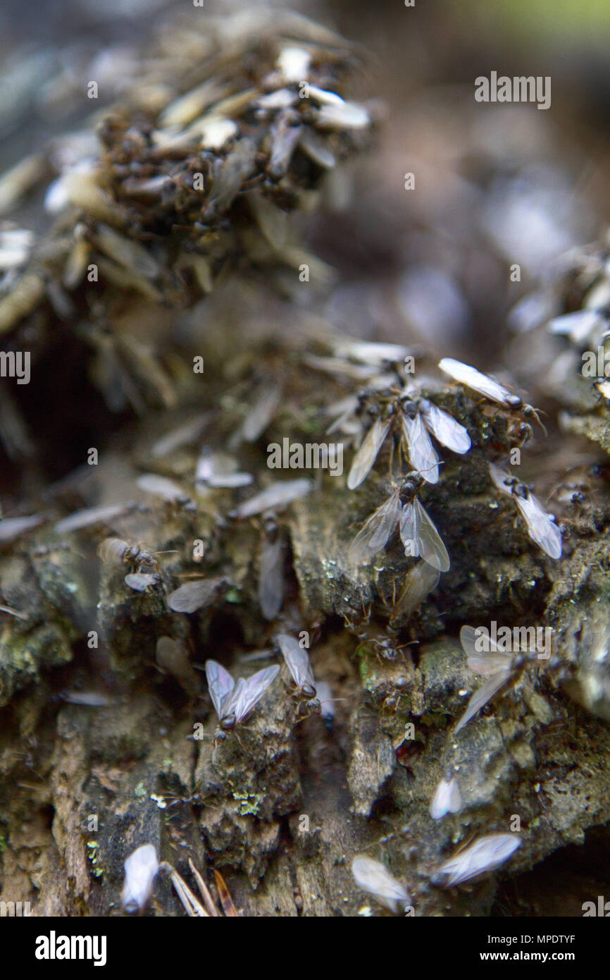 Swarming, mating flight of wood ants. Most important for what ants live ...