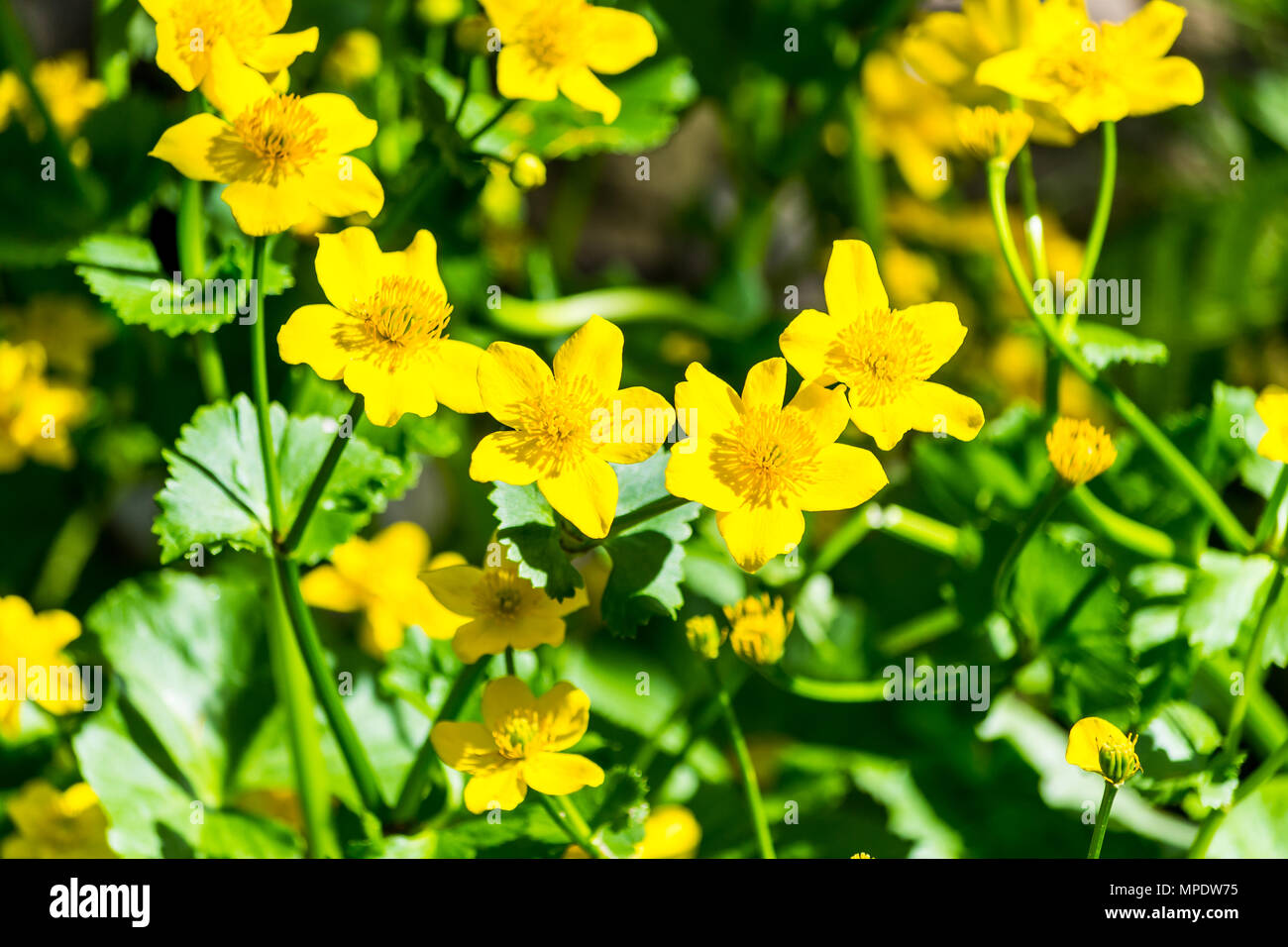 Spring flowers in the garden and the natural environment Stock Photo ...
