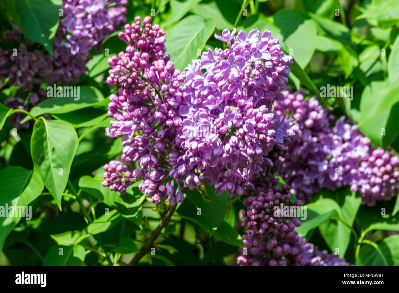 Spring flowers in the garden and the natural environment Stock Photo ...