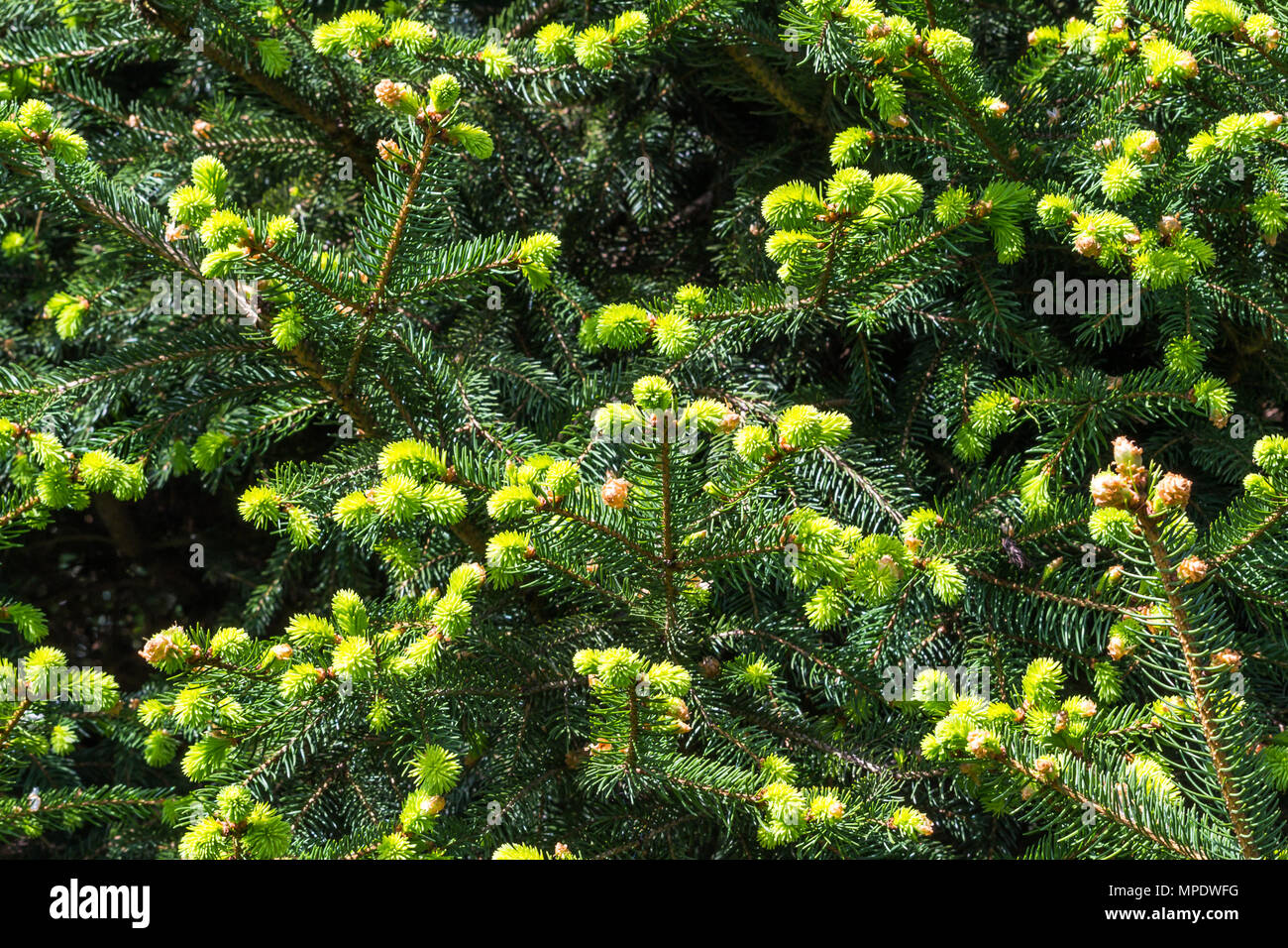 Spring flowers in the garden and the natural environment Stock Photo ...