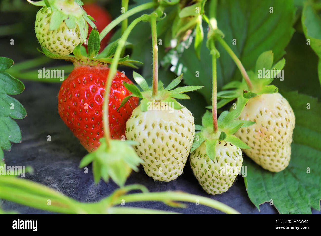 Strawberry plantation in eastern Europe Stock Photo - Alamy