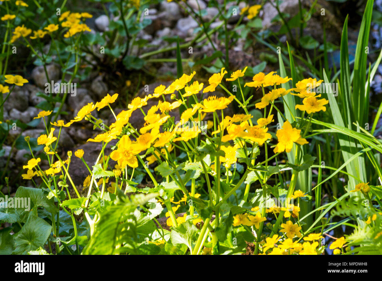 Spring flowers in the garden and the natural environment Stock Photo ...