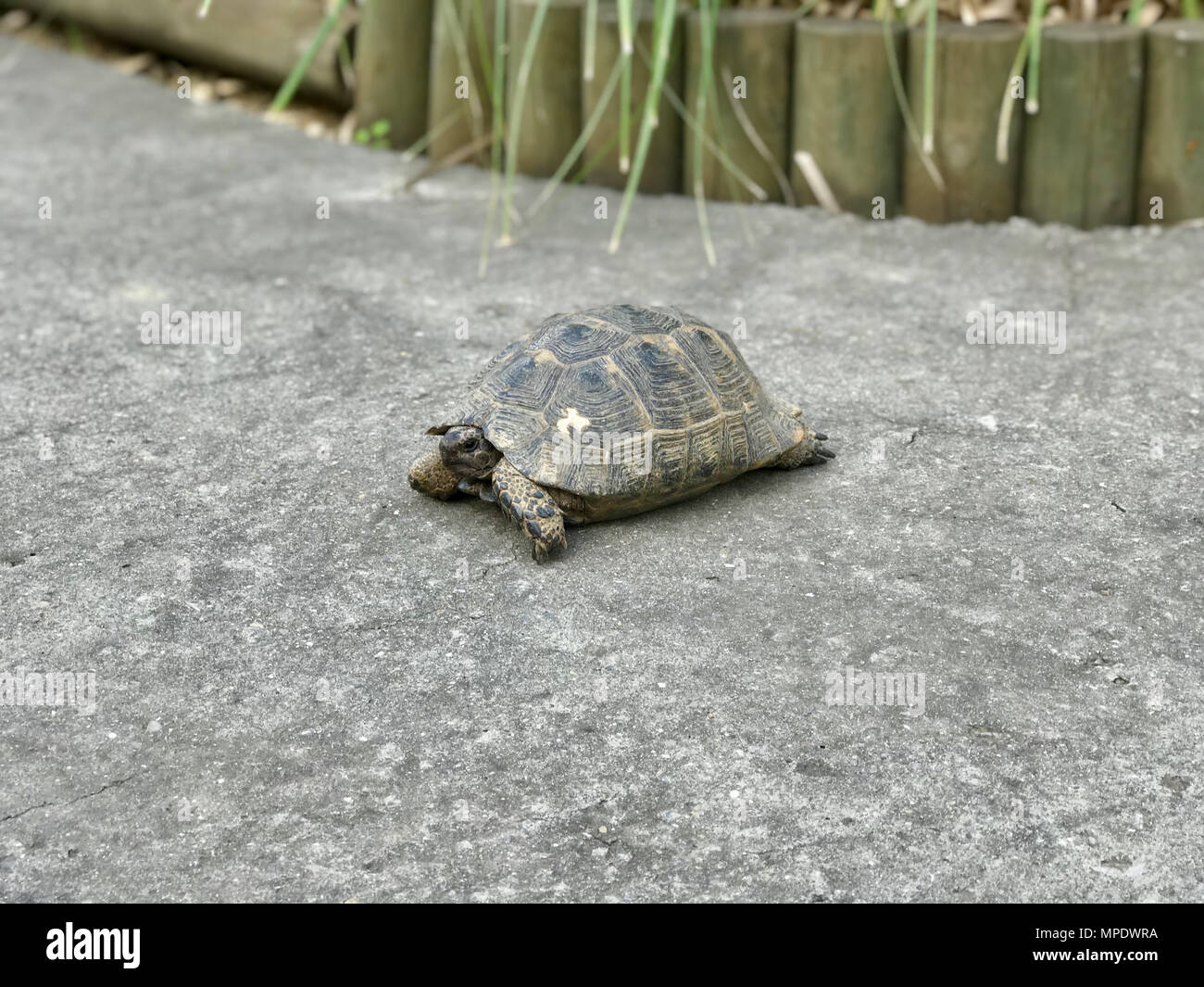 Big Turtle in the Garden. Natural Life Stock Photo - Alamy
