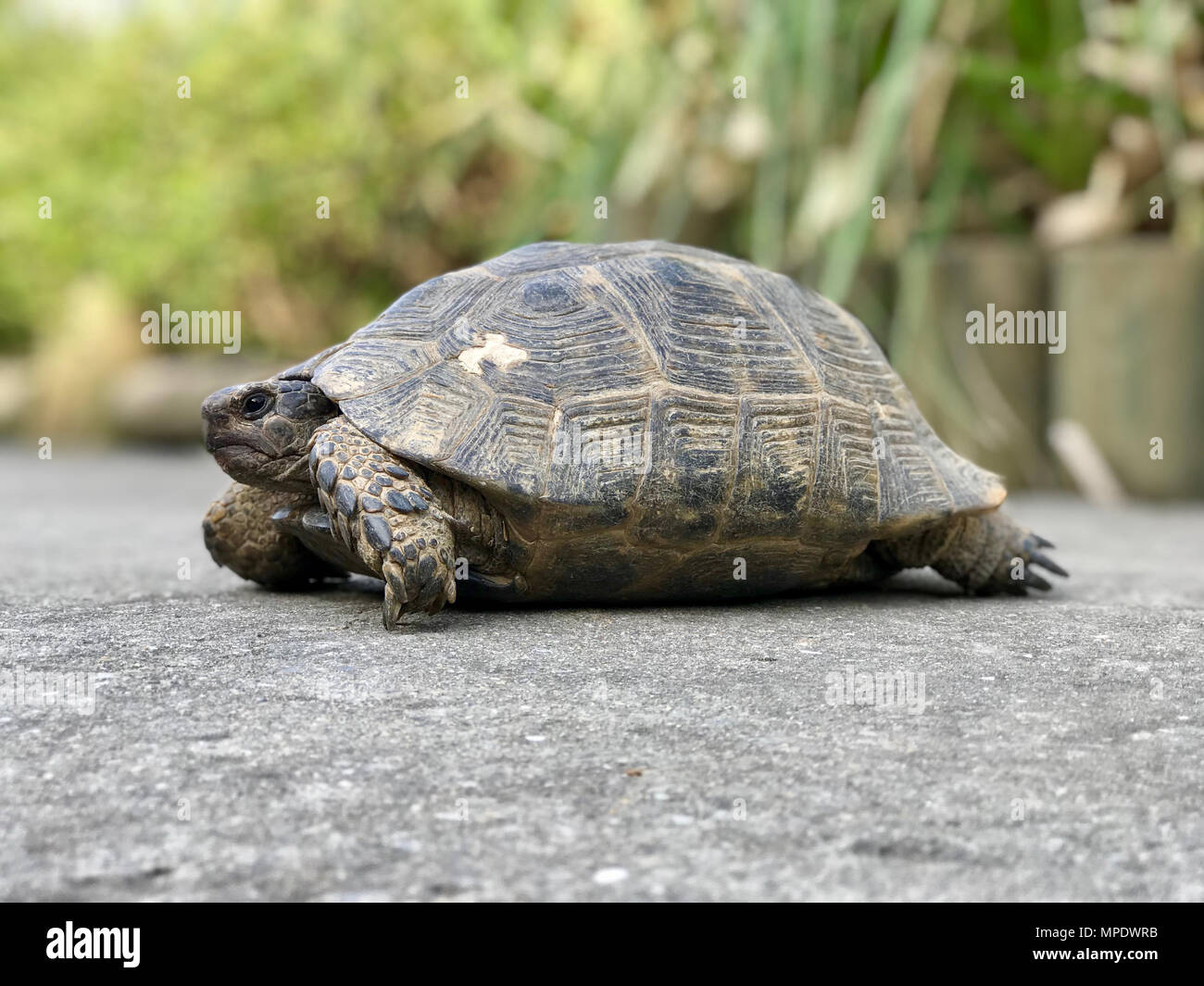 Big Turtle in the Garden. Natural Life Stock Photo - Alamy