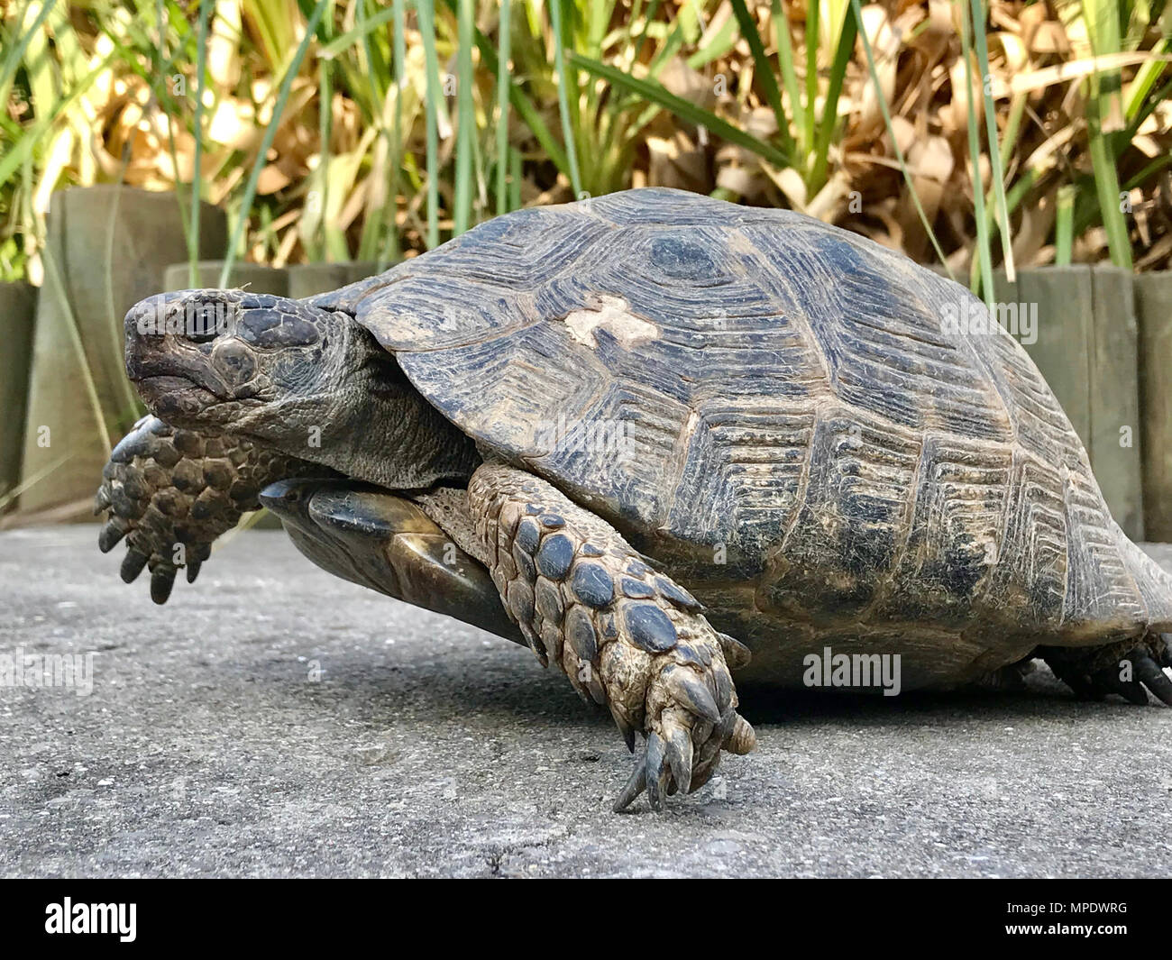 Big Turtle in the Garden. Natural Life Stock Photo - Alamy