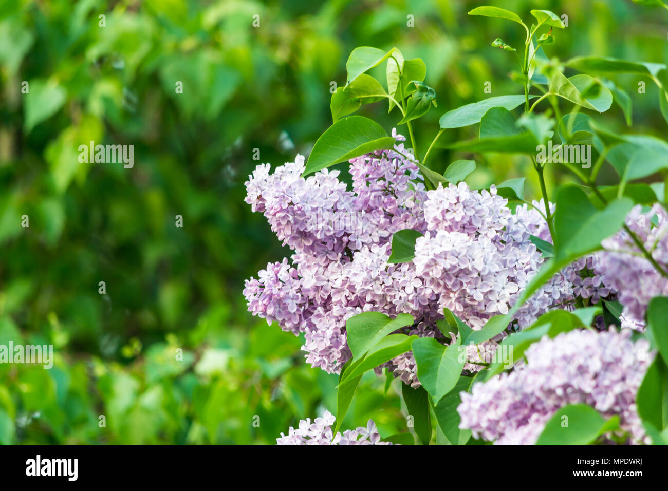 Joy spring hi-res stock photography and images - Alamy