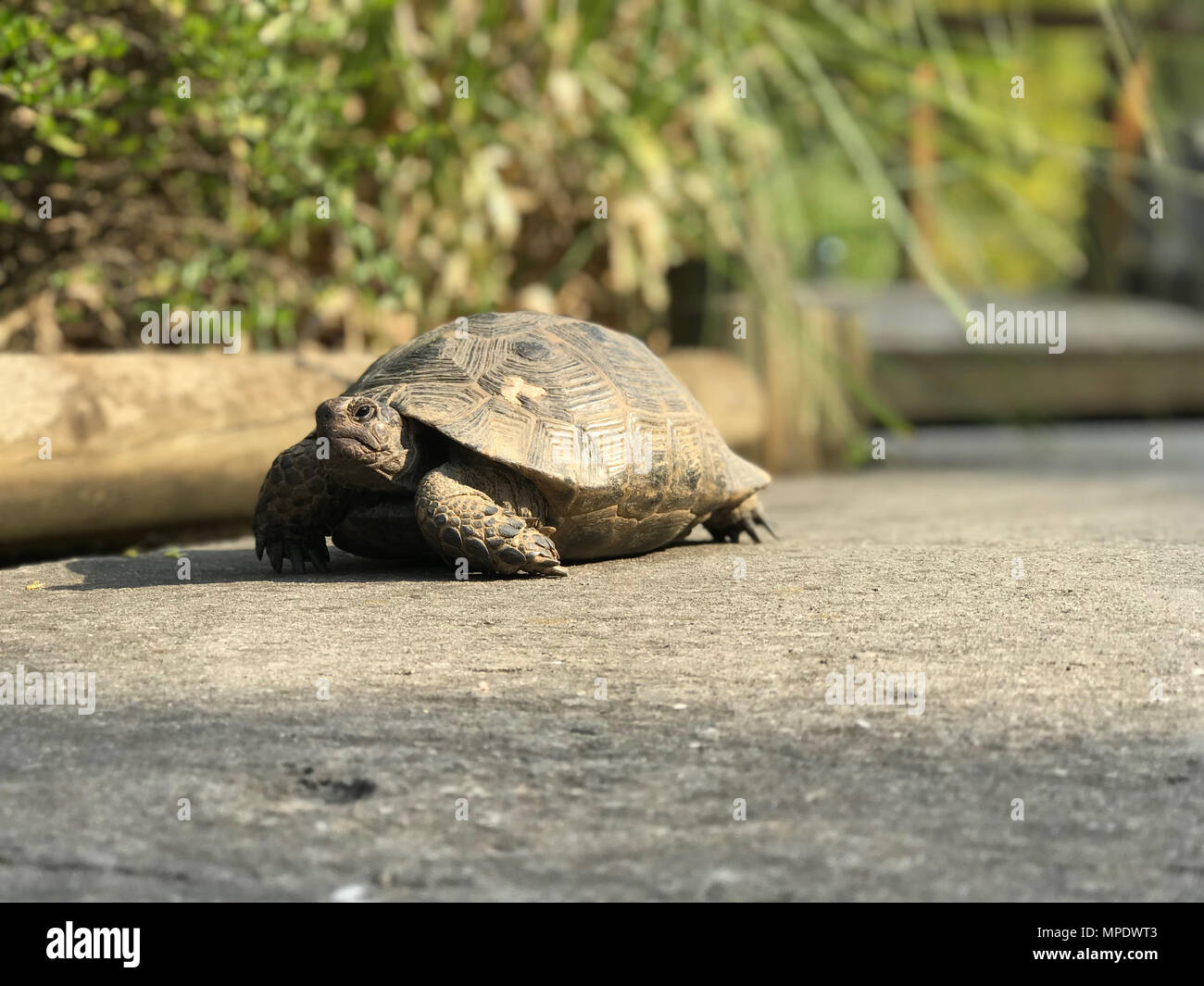 Turtle garden design hi-res stock photography and images - Alamy