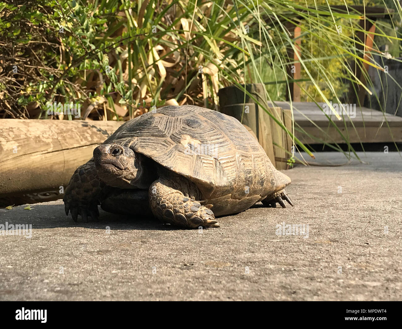 Big Turtle in the Garden. Natural Life Stock Photo - Alamy