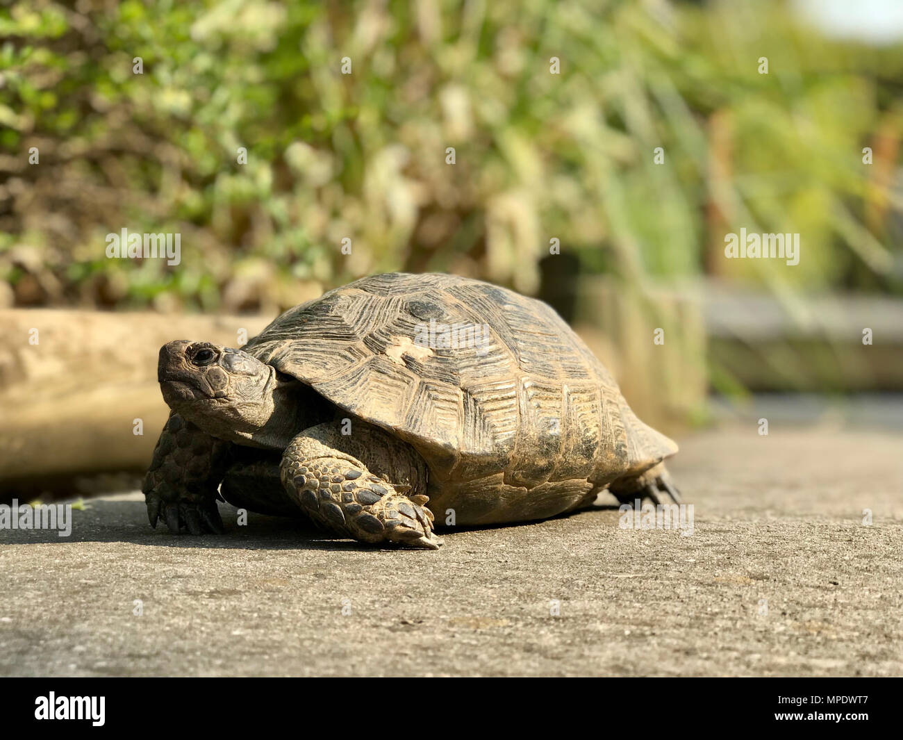 Big Turtle in the Garden. Natural Life Stock Photo - Alamy