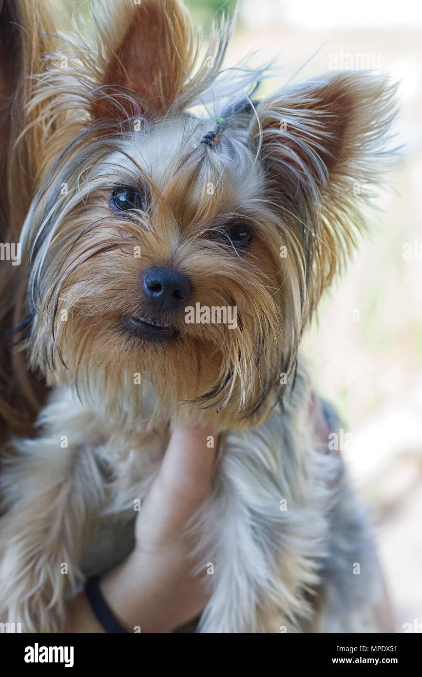 Careful owners hi-res stock photography and images - Alamy