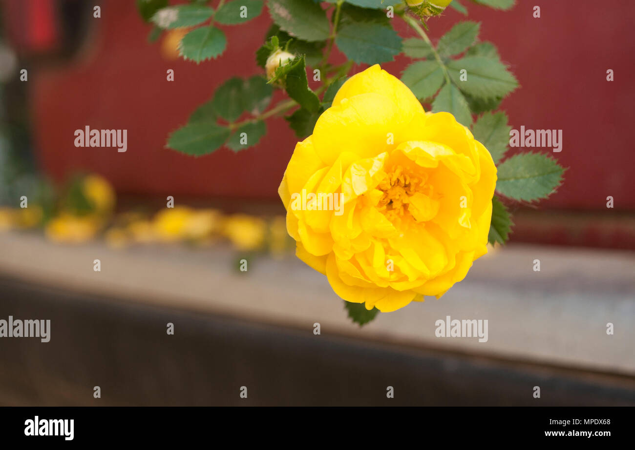 Petal layers hi-res stock photography and images - Alamy