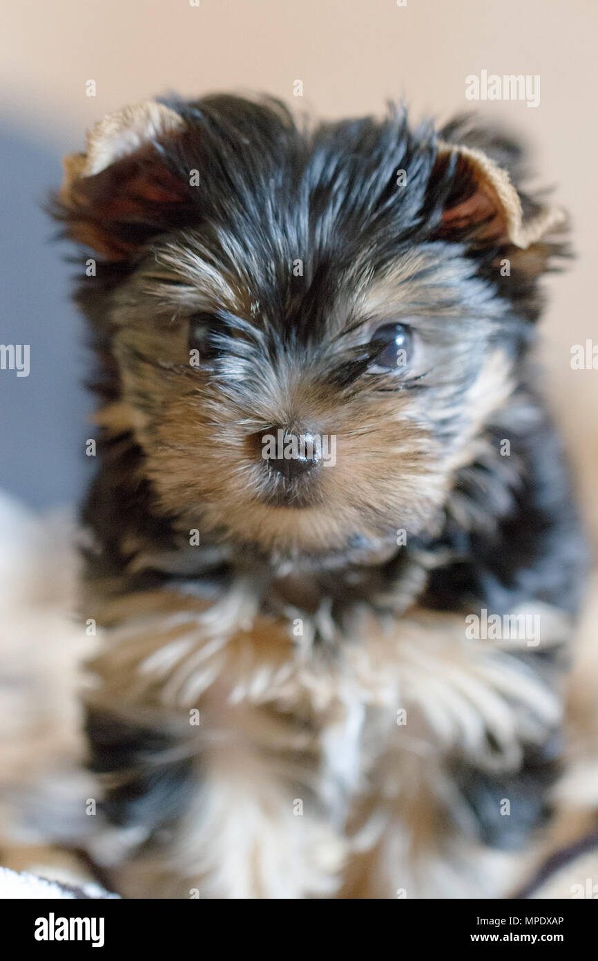 Yorkshire terrier sitting on the couch at home in the living room Stock ...