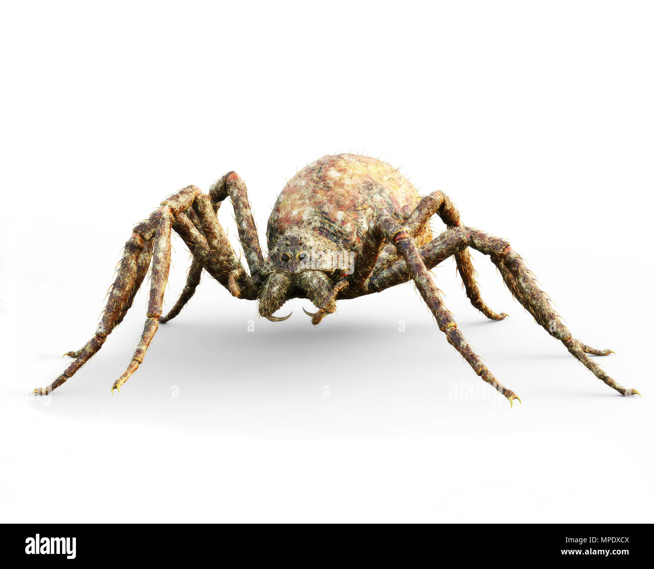 Spider web ridden hi-res stock photography and images - Alamy