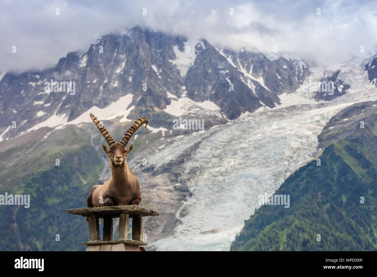 Ibex, Range of Mont Blanc. French Alps Stock Photo - Alamy
