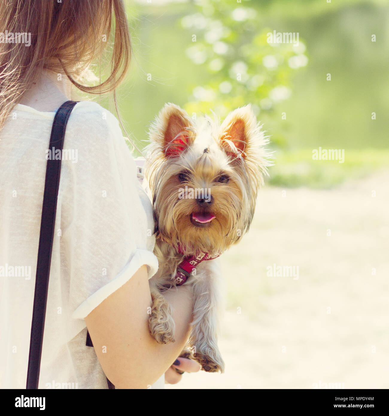 little Yorkshire terrier in a her arms Stock Photo - Alamy