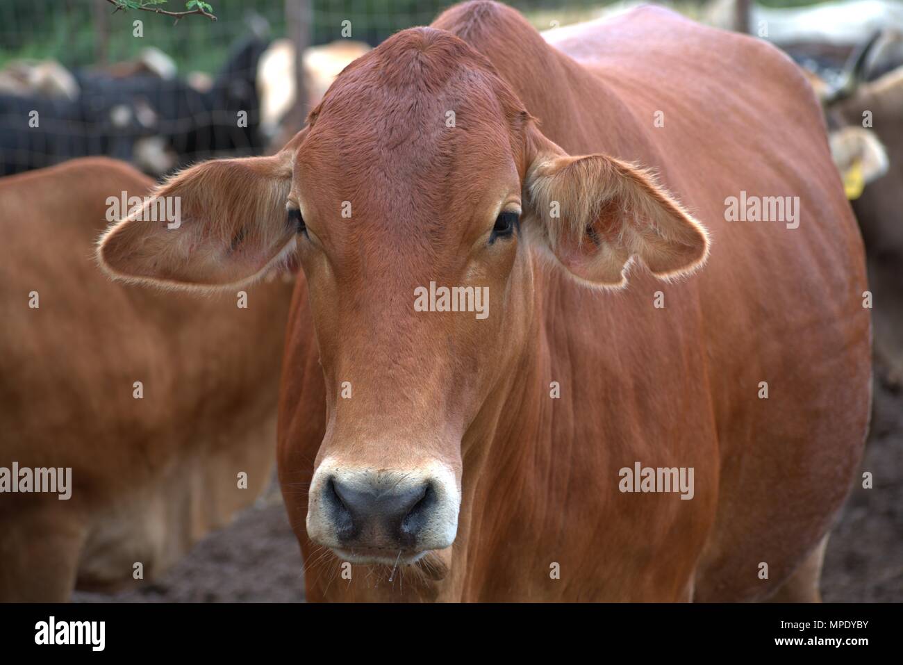 Cattle Kraal High Resolution Stock Photography and Images - Alamy