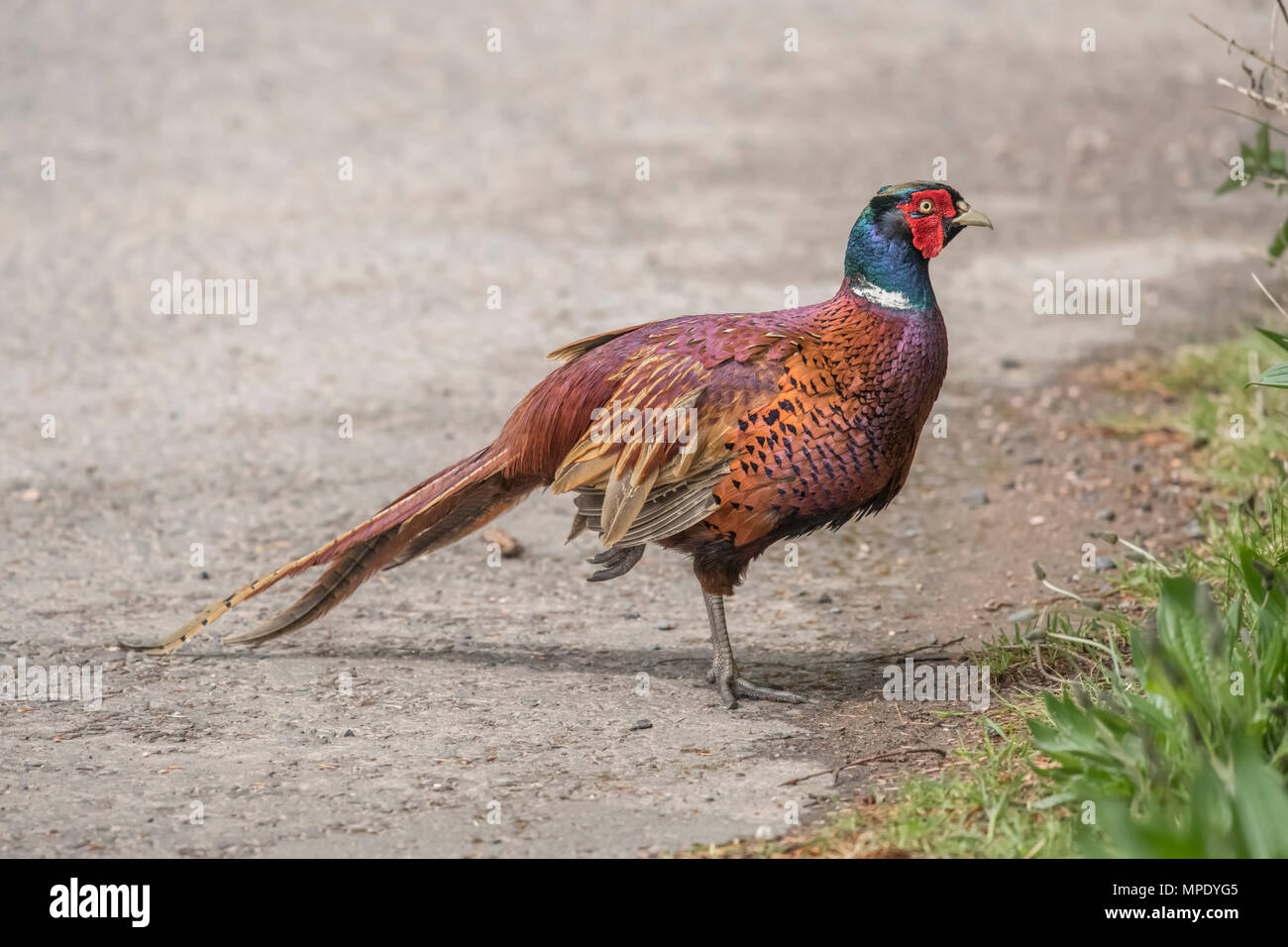 Pheasant, male on a path, close up Stock Photo - Alamy