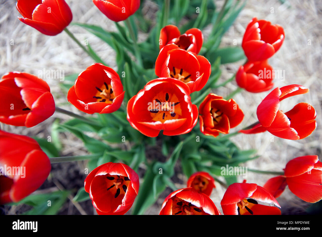 Inside of a tulip hi-res stock photography and images - Alamy