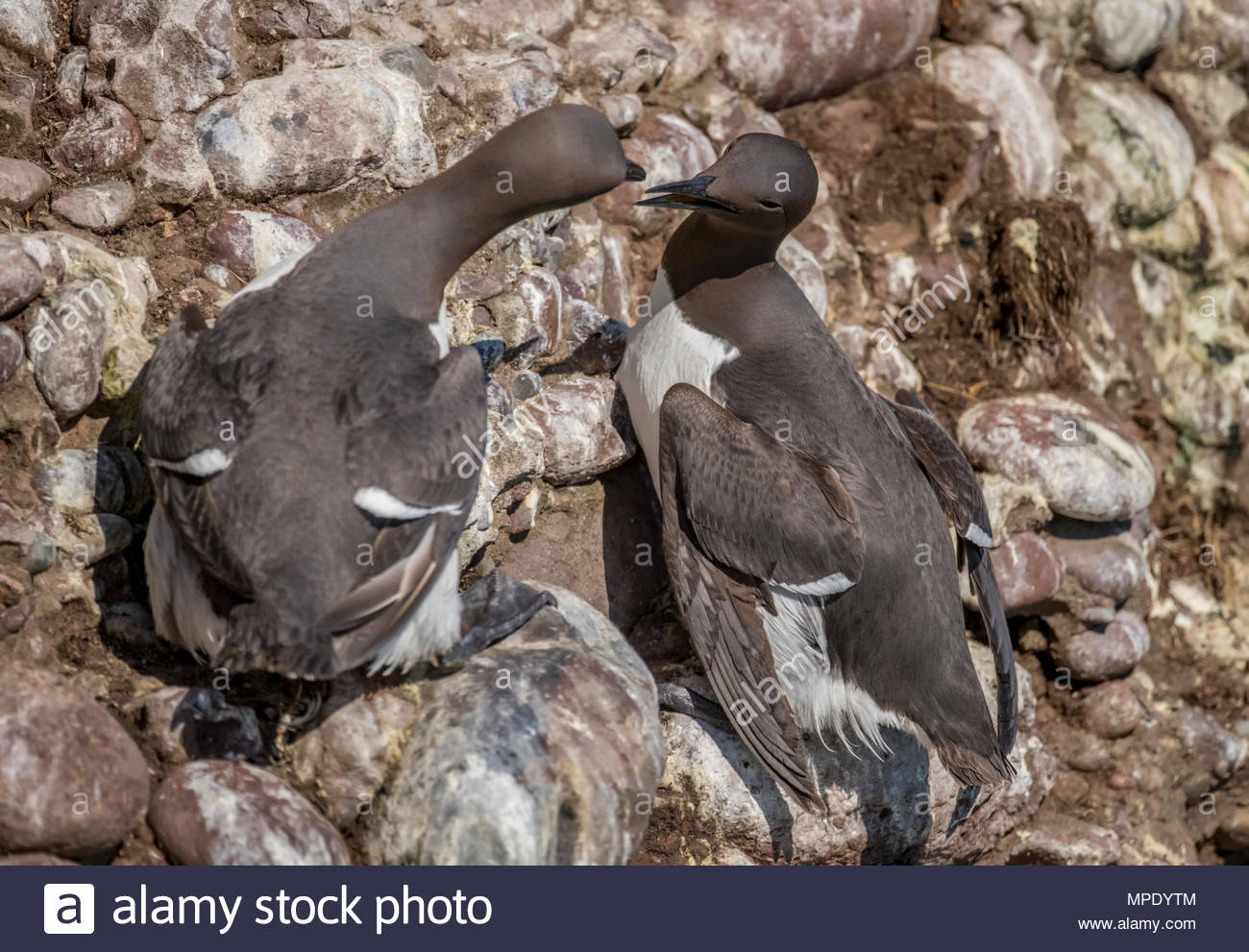 Common Guillemots Stock Photos & Common Guillemots Stock Images - Alamy