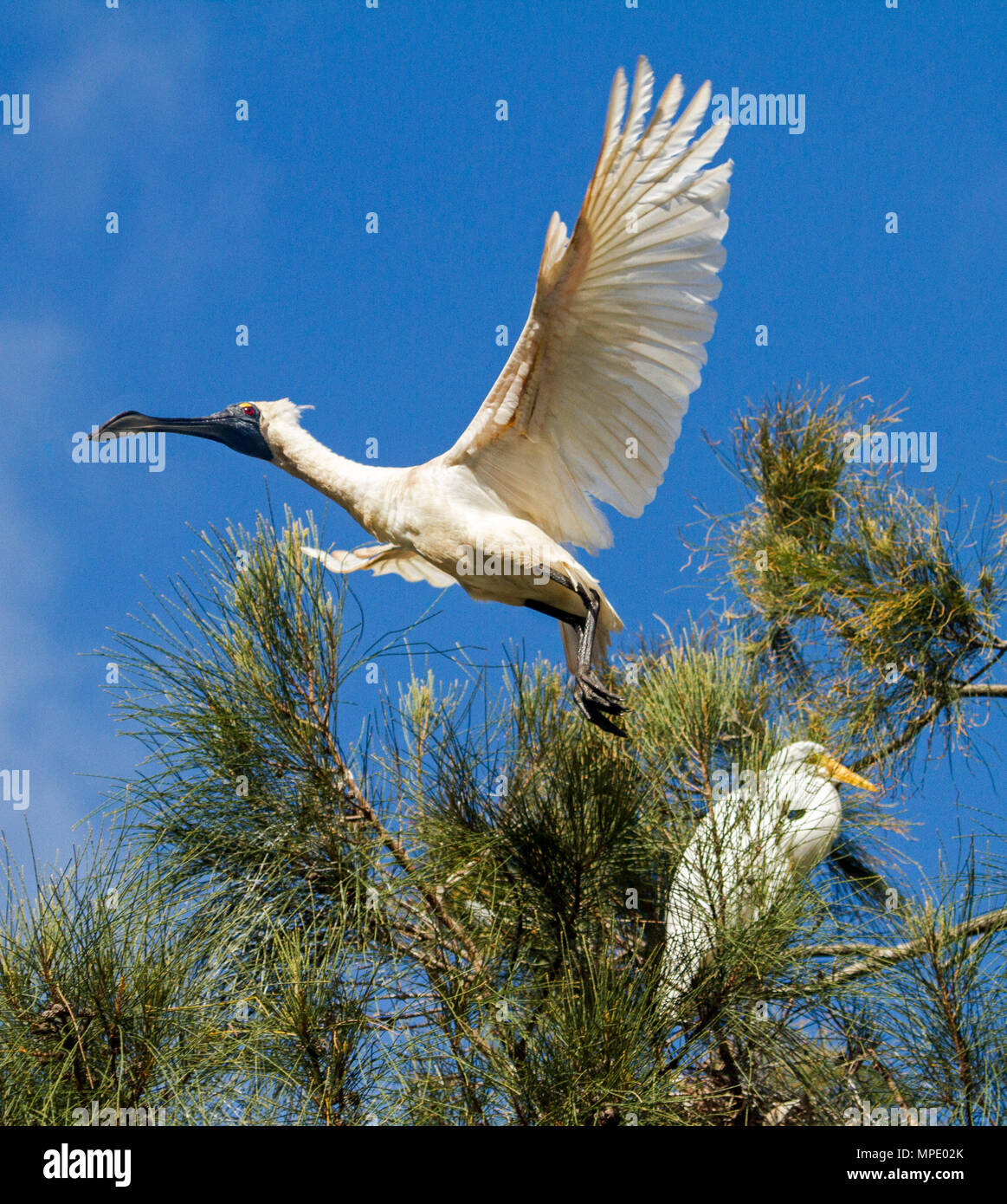 Australian Royal spoonbill, Platalea regia, in flight with wings ...