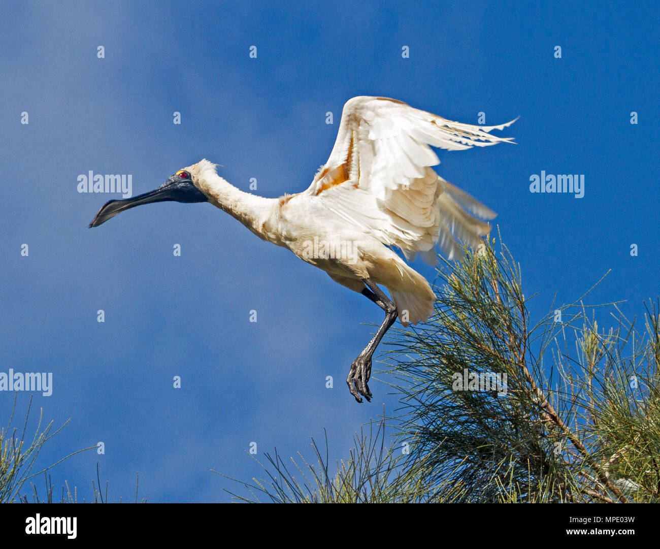 Australian Royal spoonbill, Platalea regia, in flight with wings ...