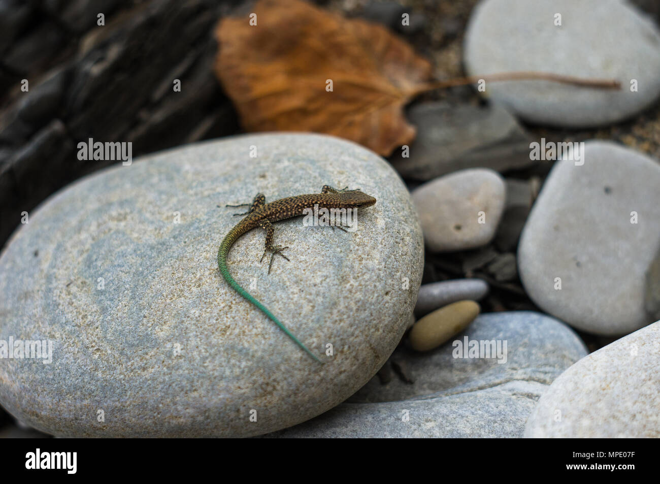 a little brown spotted lizard with green tail, lying on the sea pebbles ...