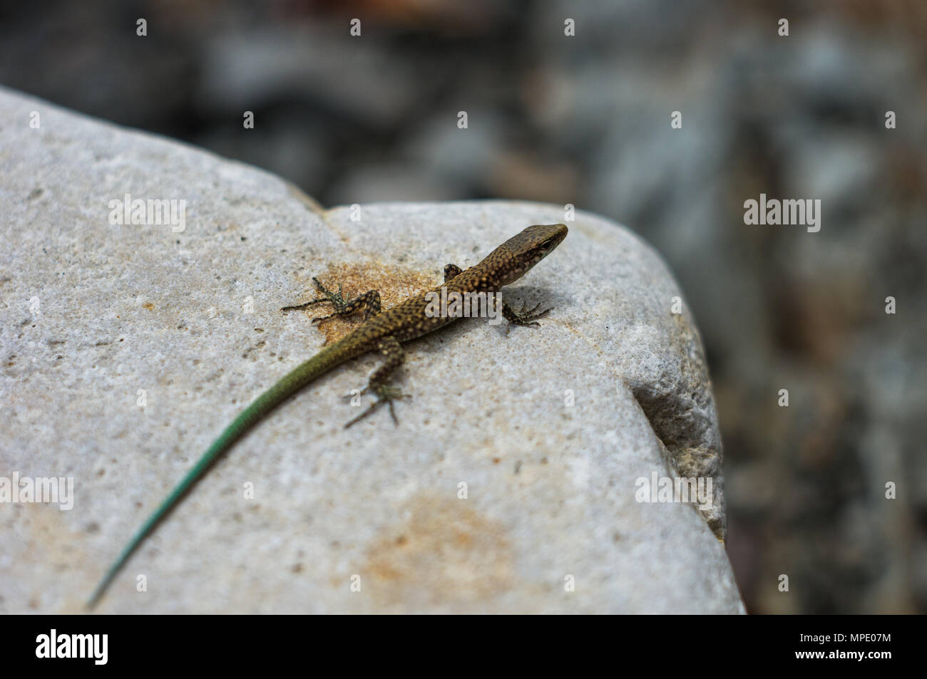 a little brown spotted lizard with green tail, lying on the sea pebbles ...