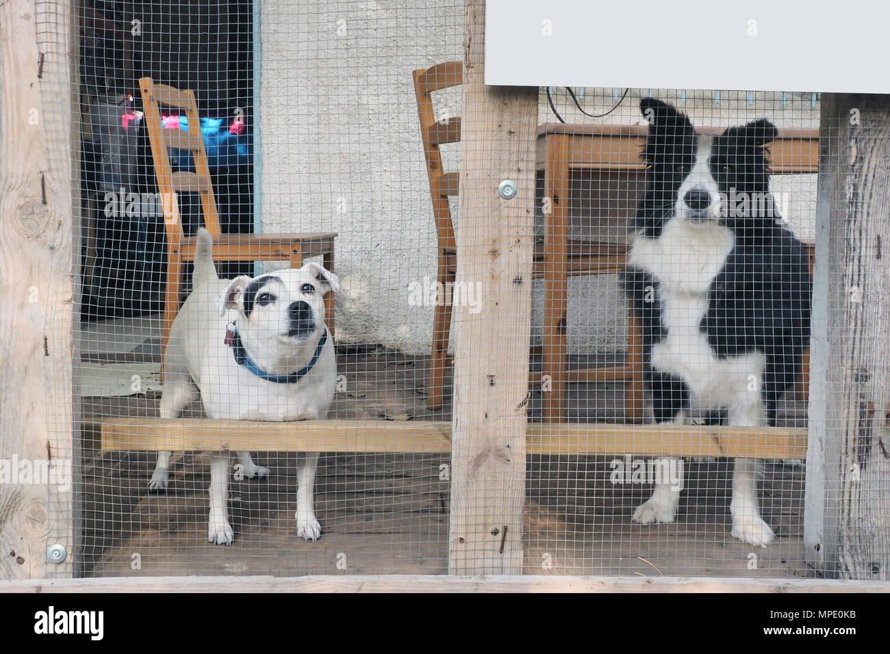 Dogs in collars behind a metal mesh fence in an animal receiver Stock ...