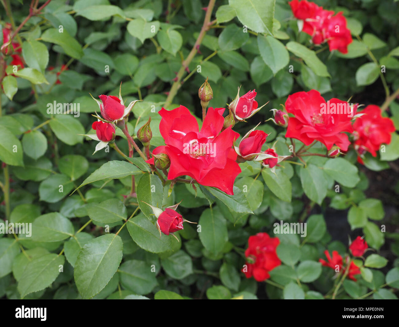 Red rose perennial shrub hi-res stock photography and images - Alamy