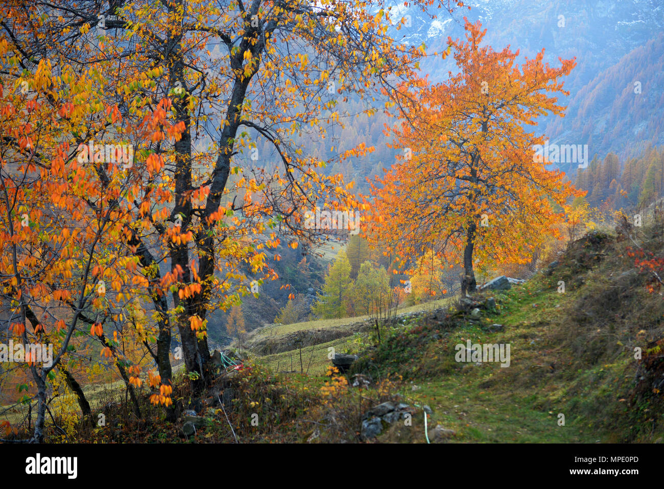 Autumn Alpine landscape with fog and yellow trees Stock Photo - Alamy