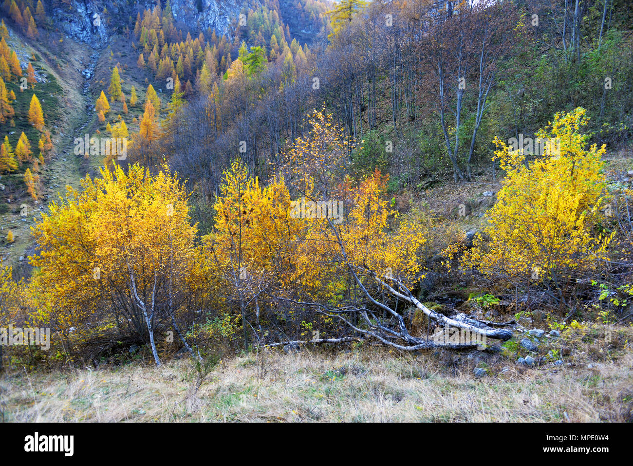 autumn alpine panorama from the small village Stock Photo - Alamy