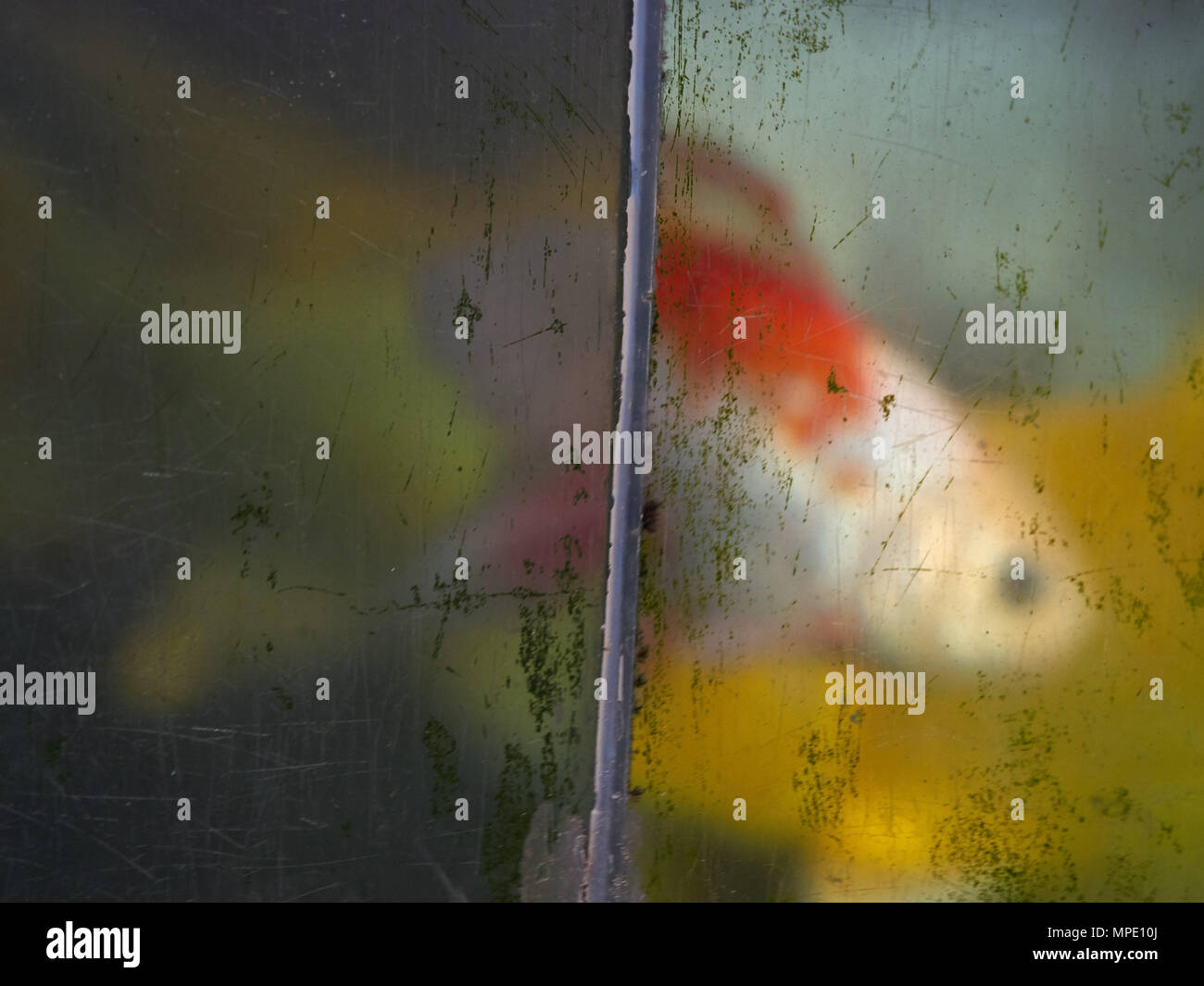 Abstract blurred background red fish behind a muddy raked glass ...