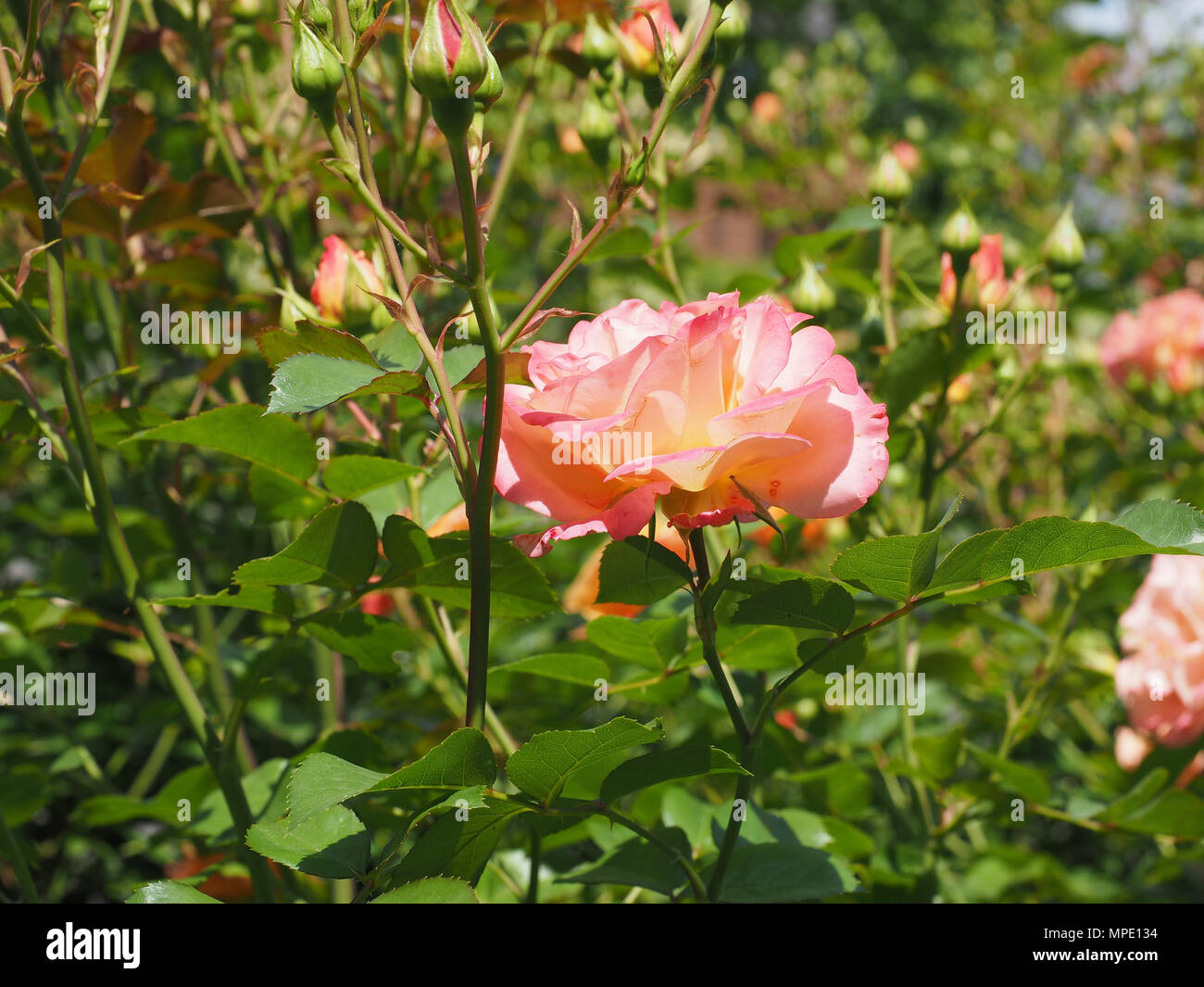 yellow pink rose perennial shrub (genus Rosa) flower bloom Stock Photo ...
