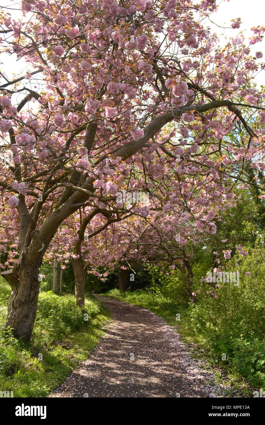 Cherry Blossom Park Stock Photo - Alamy
