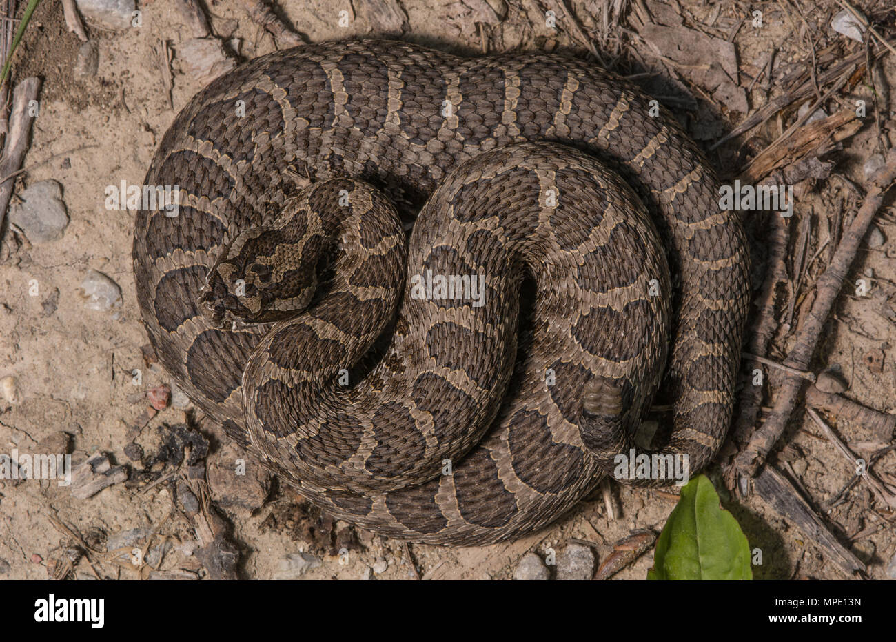 Sistrurus tergeminus tergeminus hi-res stock photography and images - Alamy