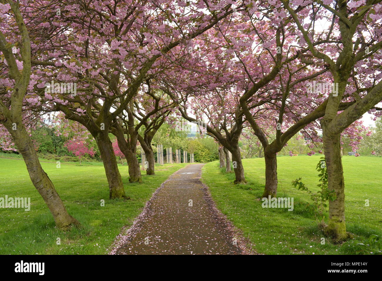 Cherry Blossom Park Stock Photo - Alamy