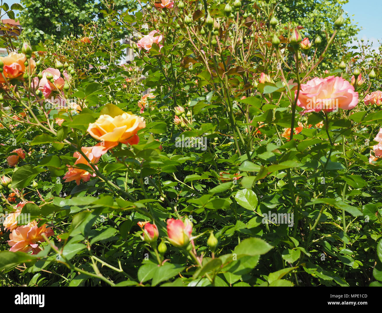 yellow pink rose perennial shrub (genus Rosa) flower bloom Stock Photo ...
