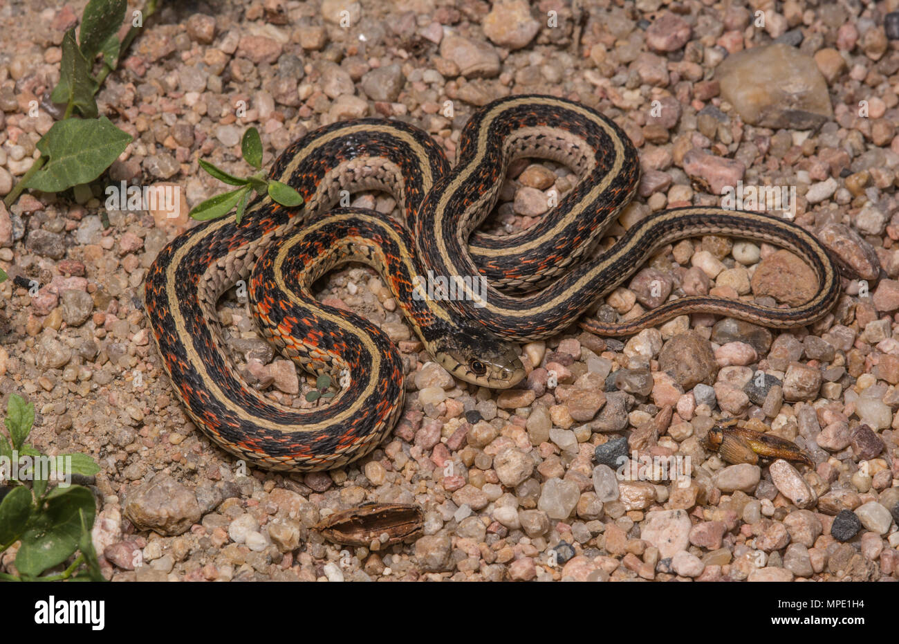 Thamnophis sirtalis parietalis hi-res stock photography and images - Alamy