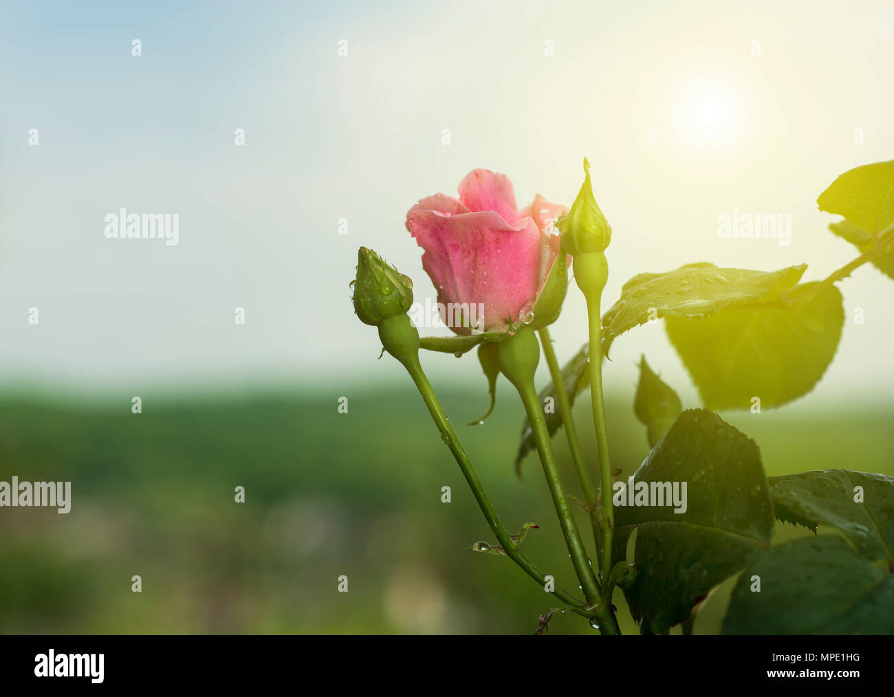 Rose gold foil texture metallic hi-res stock photography and images - Alamy